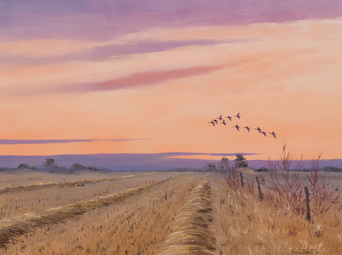 Angus Shortt - Ducks in Flight | Cowley Abbott