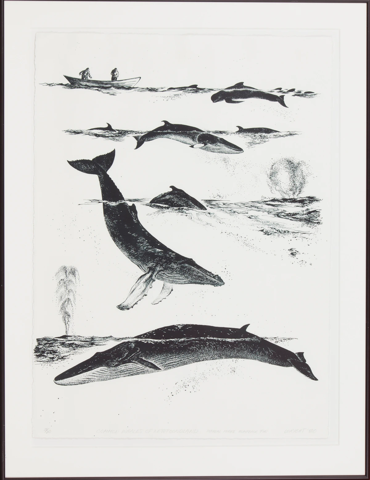 Don Wright - Common Whales of Newfoundland: Pothead; Minke; Humpback ...